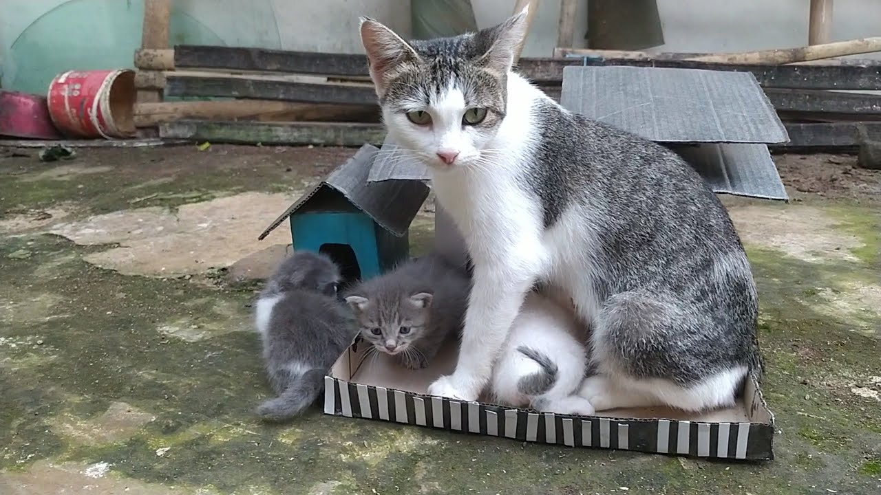 Anak kucing si manis main di rumah baru #kucinglucu #cat #catlover ...