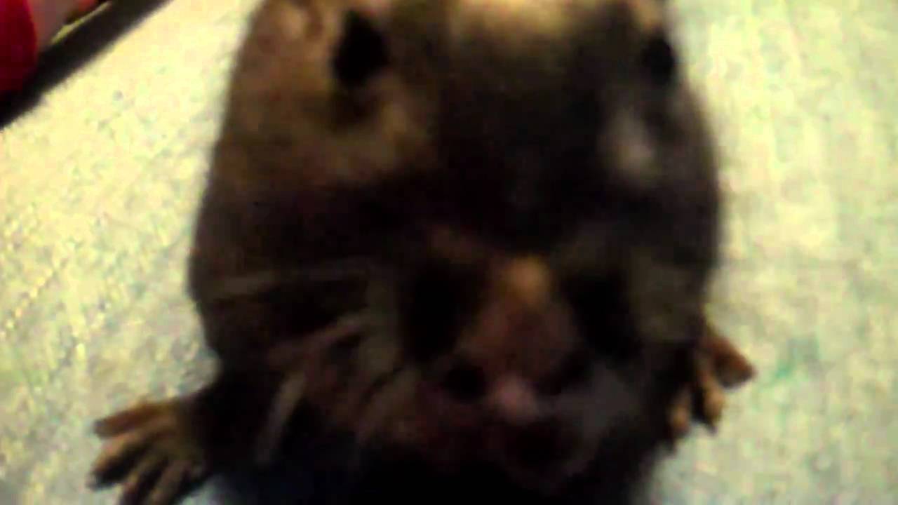 Wiffy trusts me! A.k.a. Wiffy eating in mah lap - YouTube