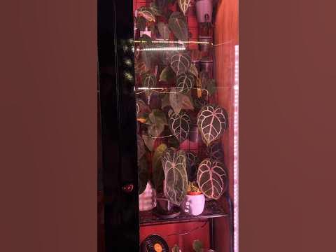 Заглянем в витрину для растений #витрина #растения #plantlover # ...