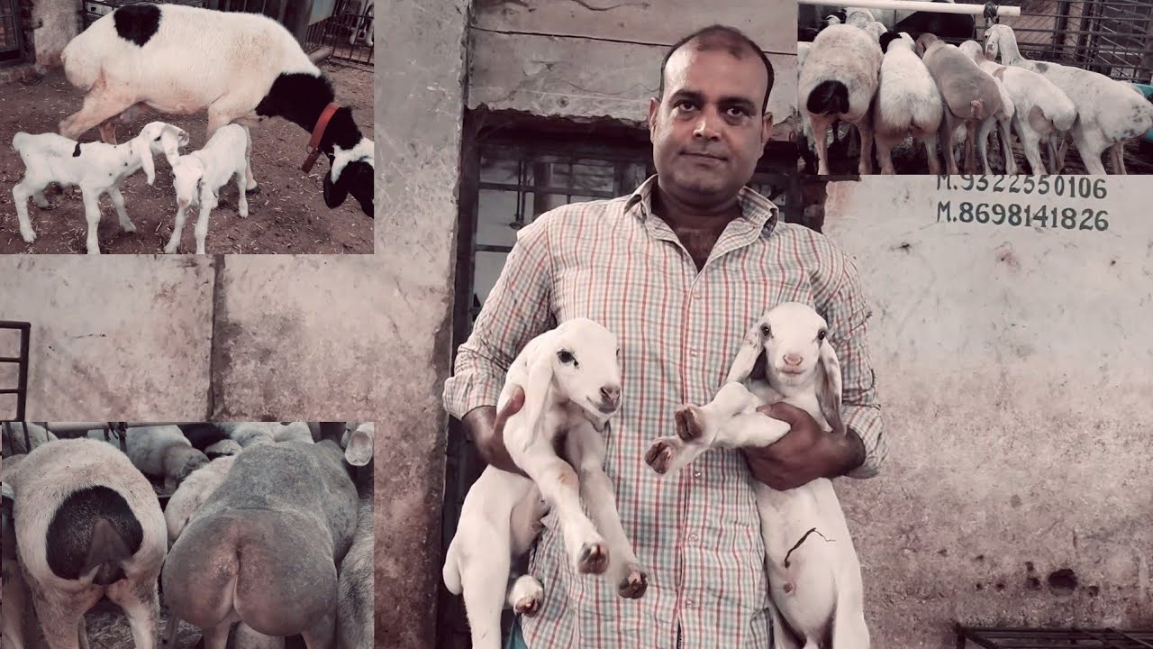 Record Of 2 Dumba Kids First Time At Lalu Seth Dumba Farm | Dumba King ...