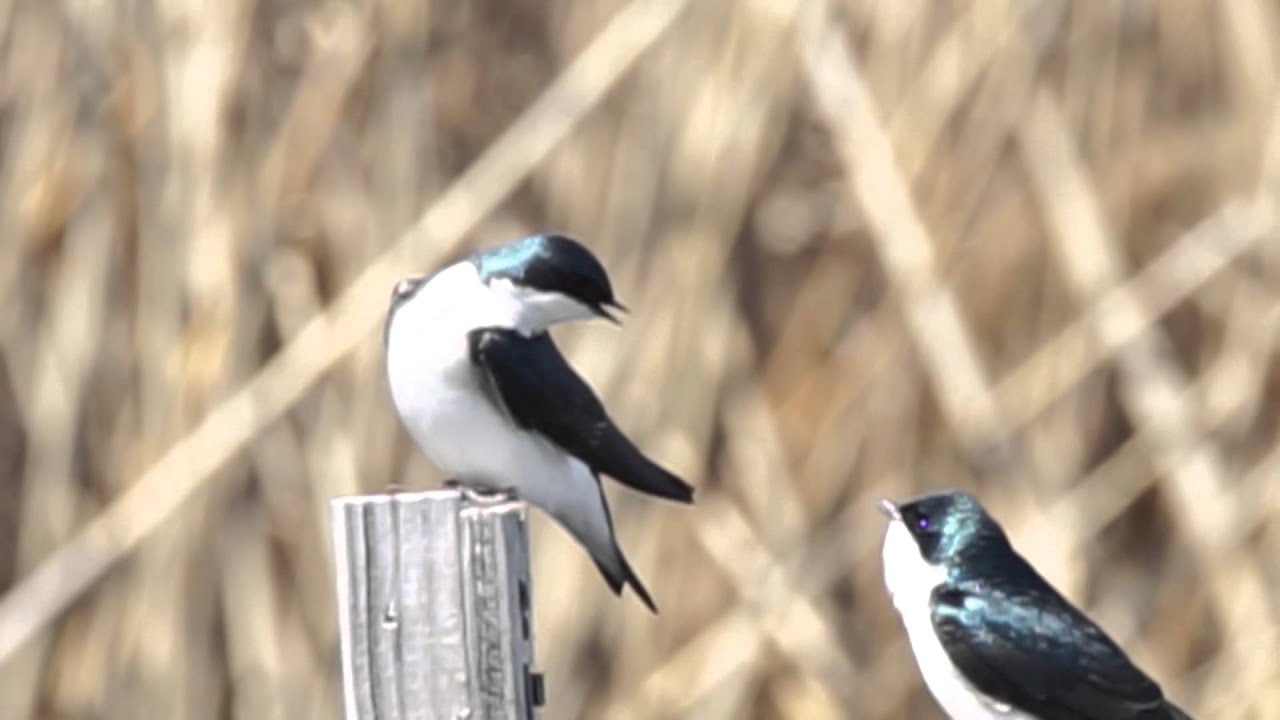 2016 Tree Swallows at New Jersey Meadowlands - YouTube