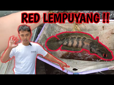 RED LEMPUYANG ‼️ Fakta dan pengalaman red lempuyang - YouTube