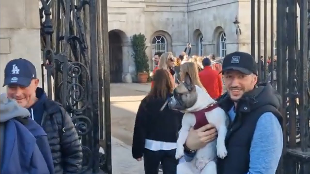 French bulldog can't stop looking at the horses # - YouTube