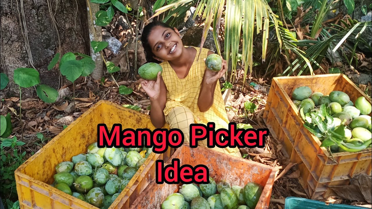How to Pick Mango high up on Tree - YouTube