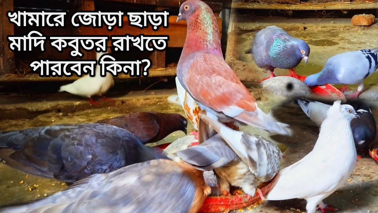খামারে জোড়া ছাড়া মাদি কবুতর রাখতে পারবেন কিনা? kobutor history. - YouTube