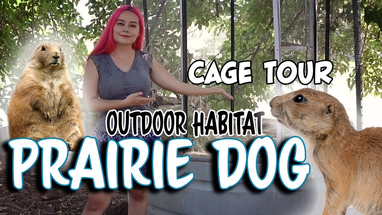 Prairie Dog Outdoor Habitat Tour - YouTube