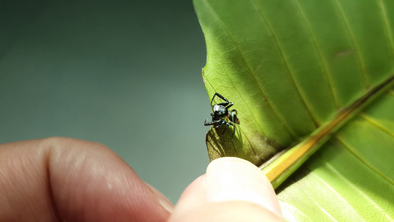 Huge arms 7mm Fighting Spider - YouTube