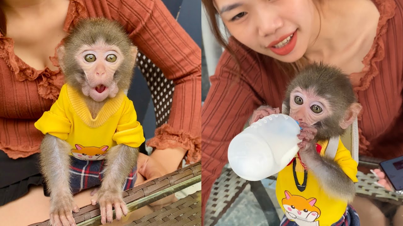 Lovely moments of Pika monkeys and other animal. P95 - YouTube