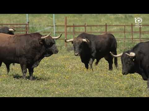Au campo chez El Freixo (El Juli)