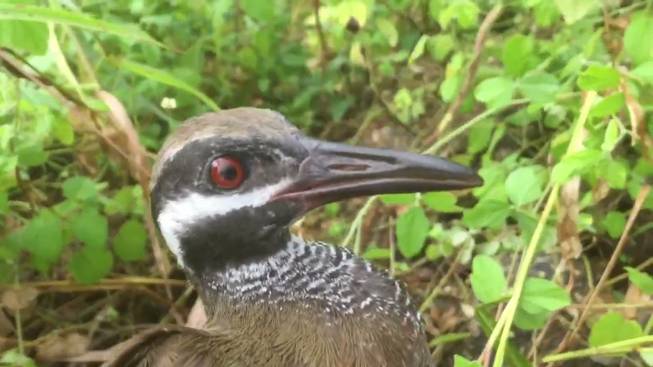 Hunting tikling - YouTube