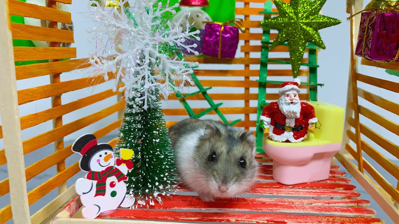 Hamster Jack's Epic Christmas Maze Adventure 🎄🐹 - YouTube