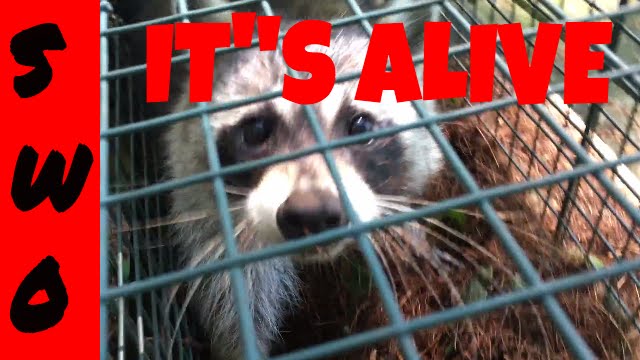 How to Live Trap a Raccoon - YouTube