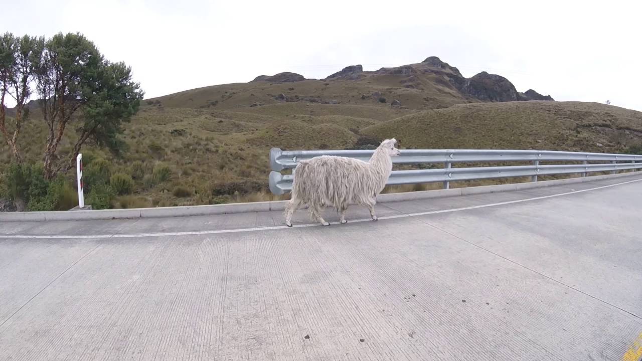 Autistic Llama - YouTube