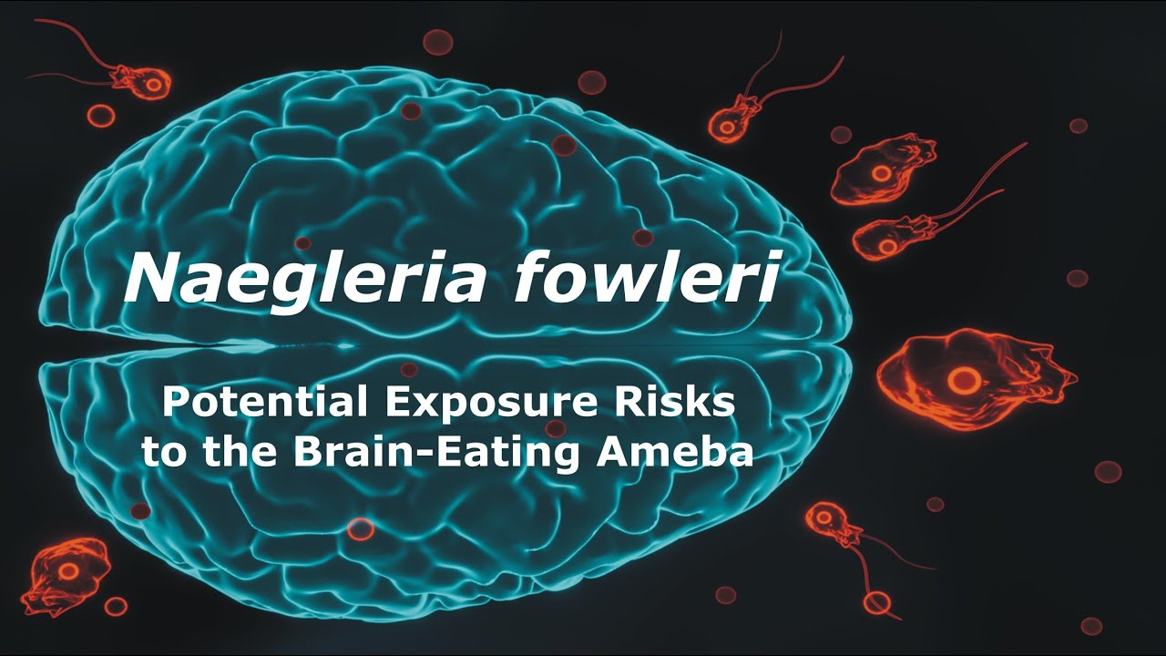 Naegleria fowleri and Potential Exposure Risks to the Brain-Eating ...