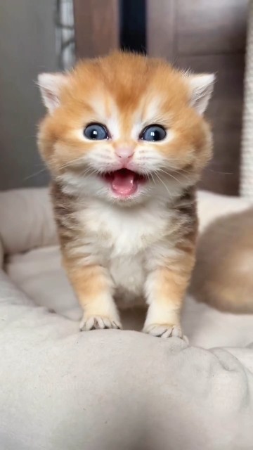 Cutest Kitten Ever? Watch This! #cute #cat - YouTube