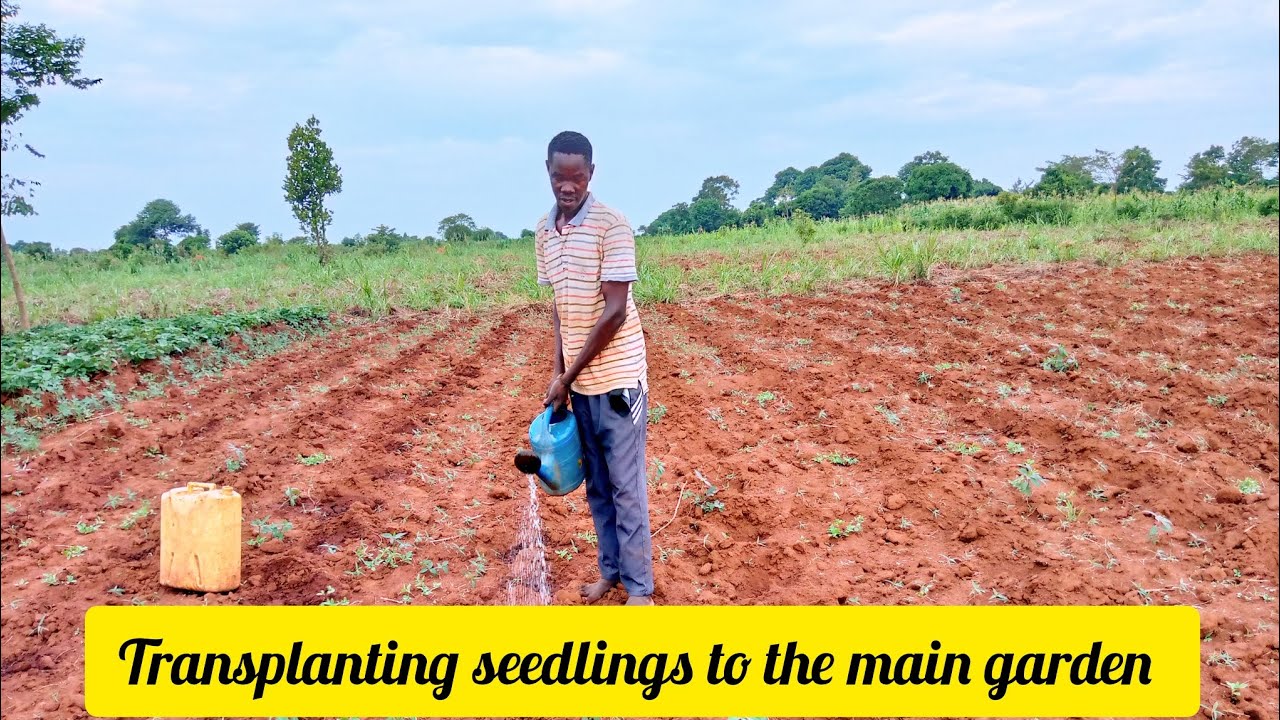 BIG SURPRISE /started transplant our seedlings to the main garden - YouTube