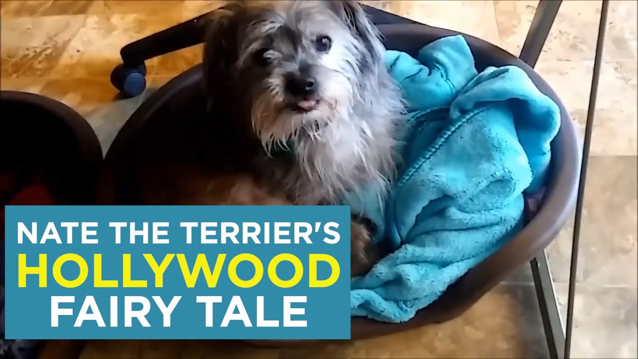 Rescue dog gets new shot at life thanks to George Clooney - YouTube