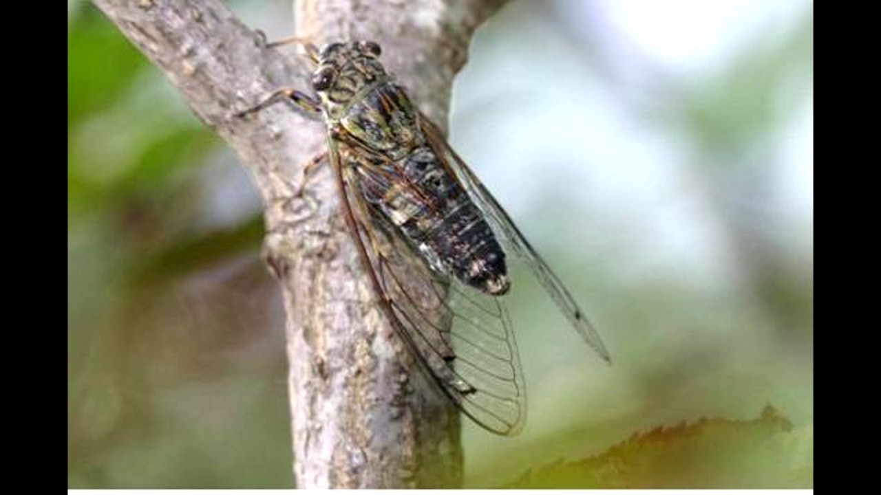 매미 우는 소리 #3 (애매미), Singing Cicada Sound Effect #3 (Meimuna Opalifera ...