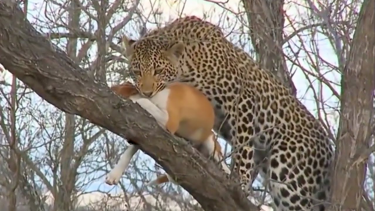 Pretending to be dead in the leopard's mouth, the smart dog escaped ...