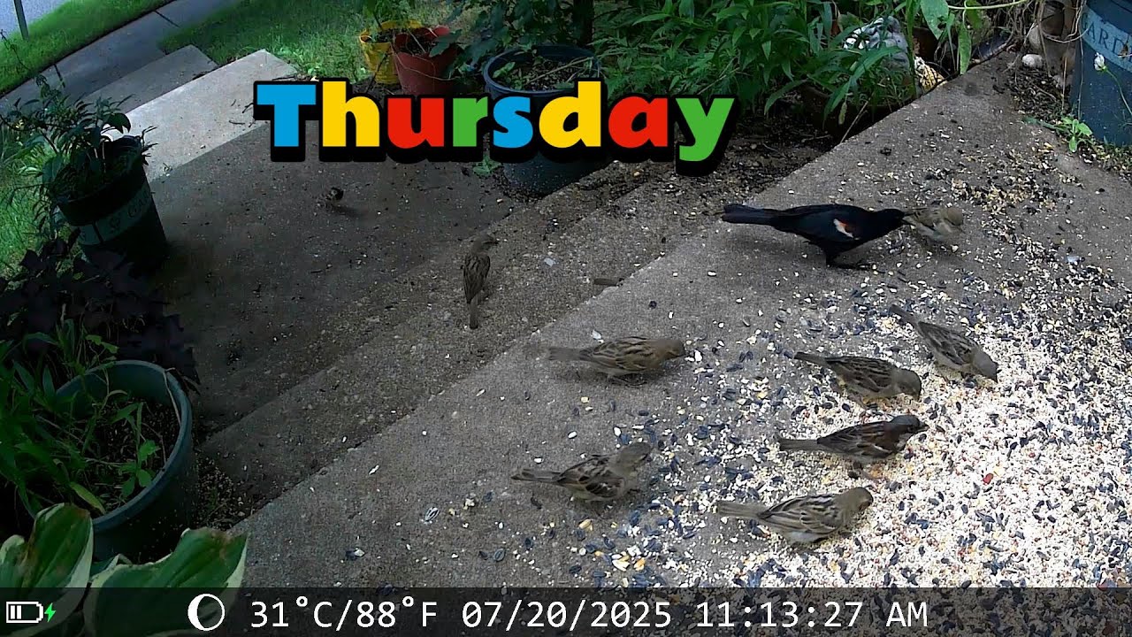 Lots Of Birds Stop By On Thursday! 🐦 - YouTube