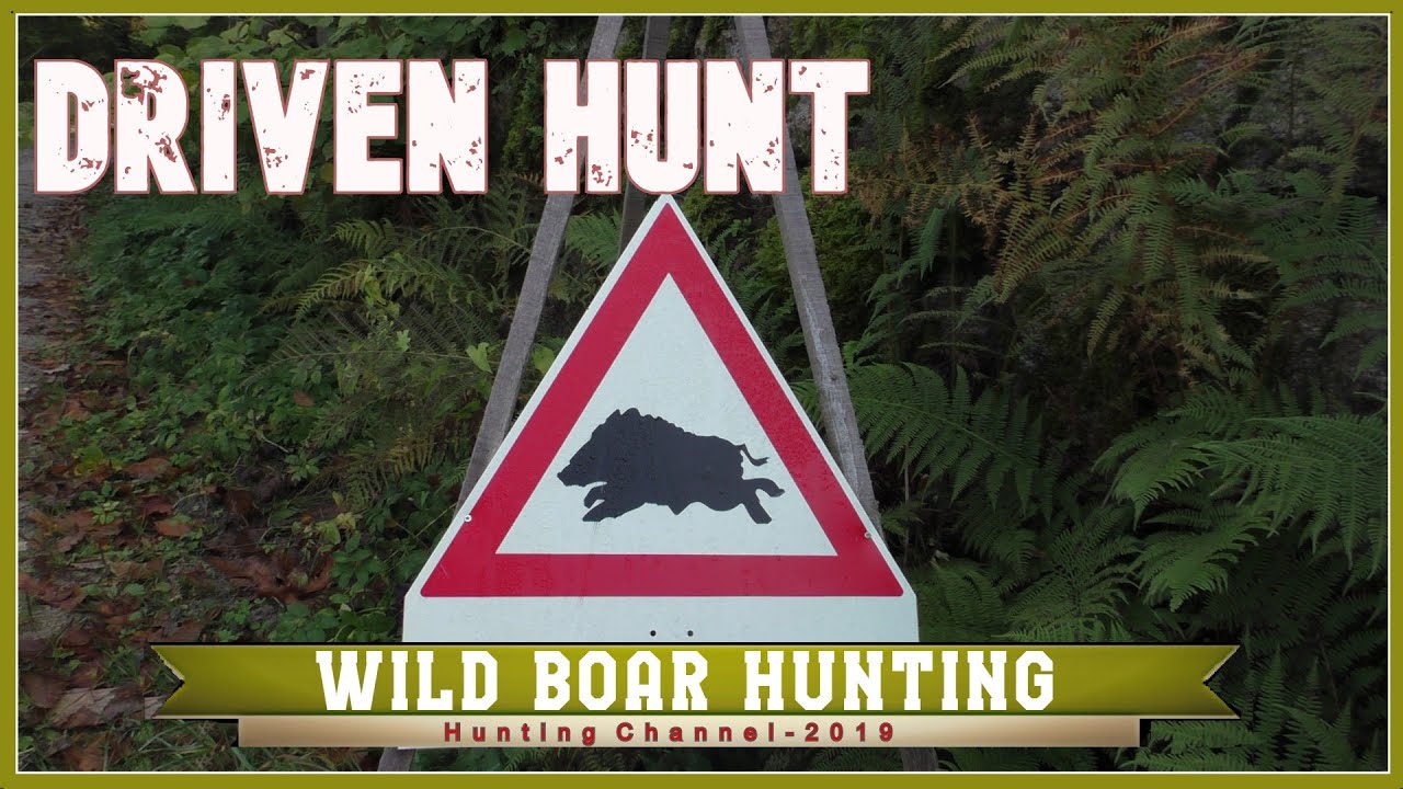 Driven Wild Boar Hunting in Germany/Drückjagd auf Sauen/Lov na Diva ...