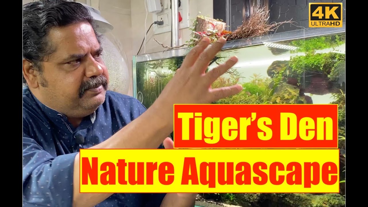 The Tiger's Den | Nature Aquarium | Mayur Dev Aquascaper 4K - YouTube