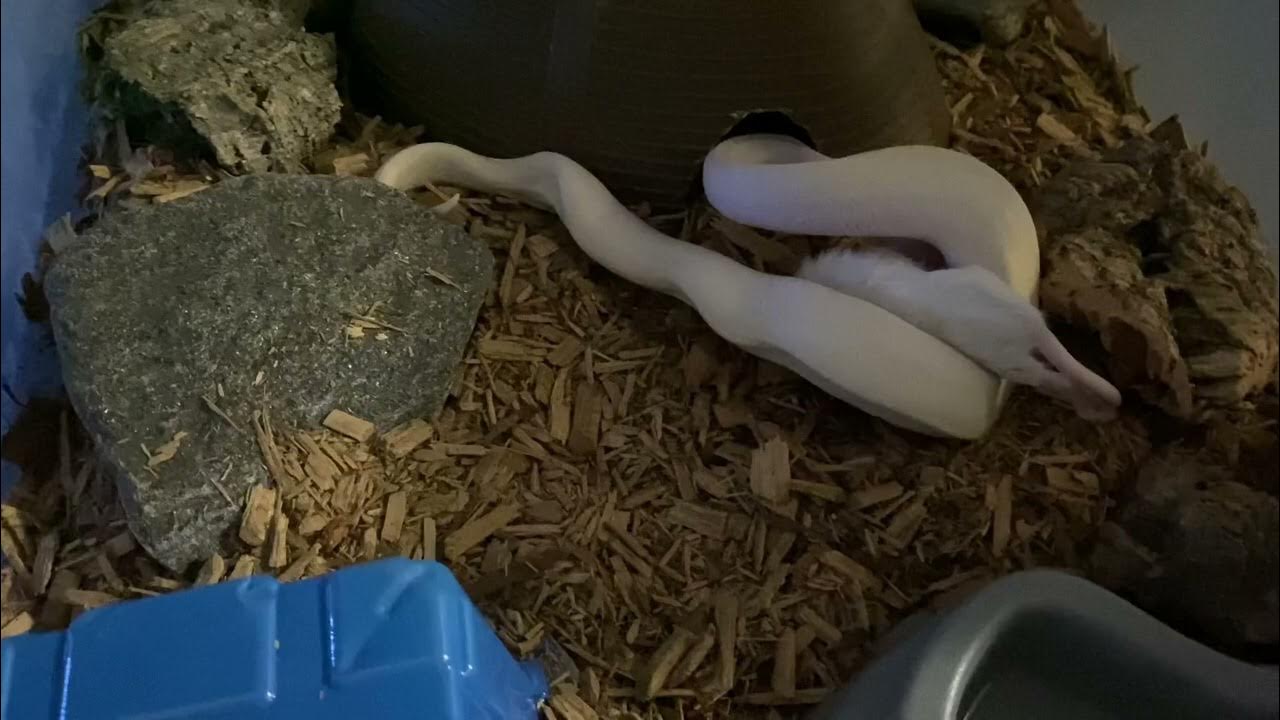 My first time successfully feeding my Baby Ball Python 🐍! - YouTube