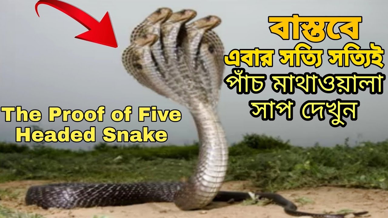 🔴The Proof of Five Headed Snake - YouTube