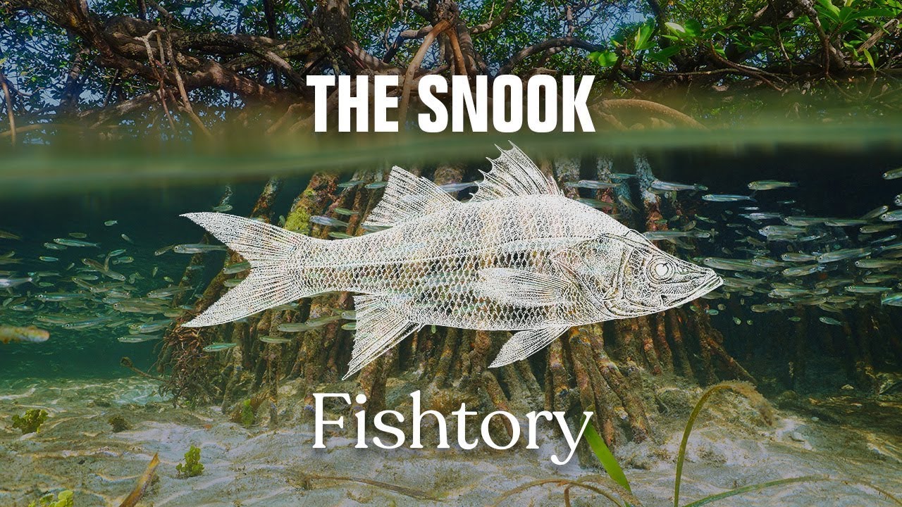 Catching Snook: Everything You Need To Know | Fishtory - YouTube