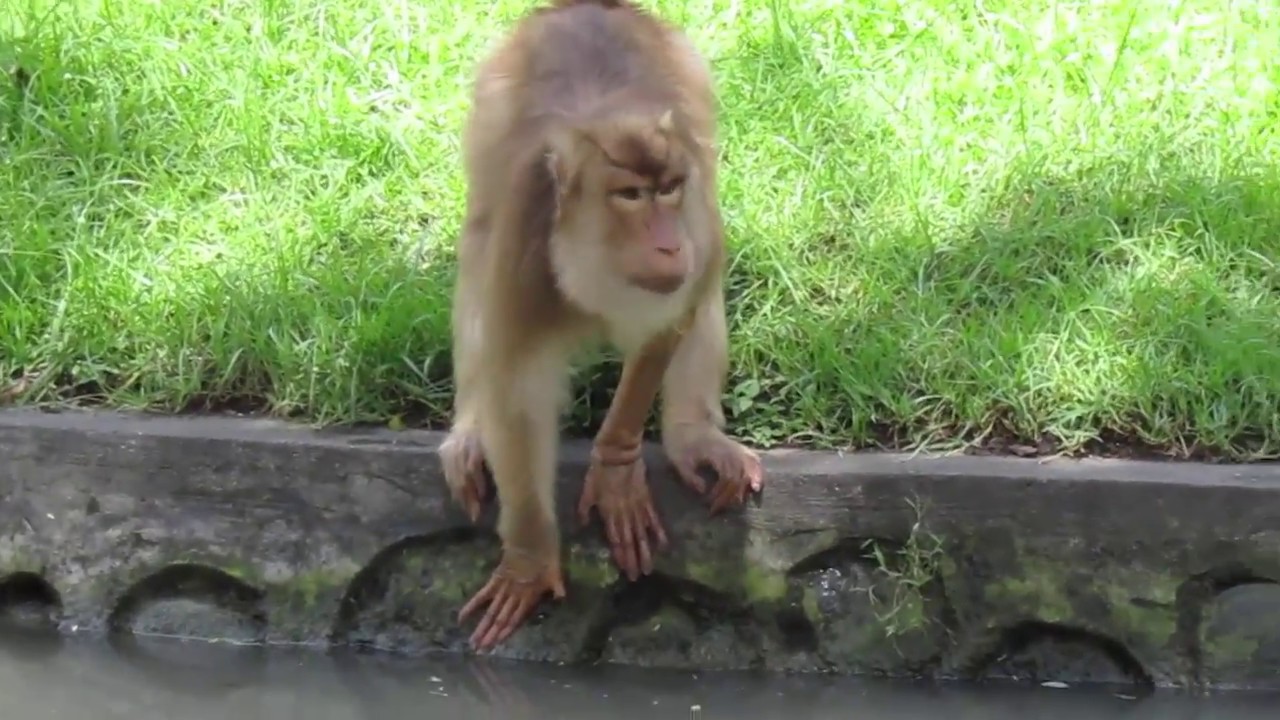 BERUK/ PIG-TAILED MACAQUE/ Macaca nemestrina at SURABAYA ZOO - YouTube