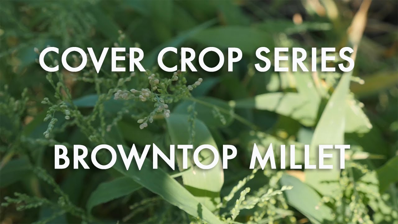 Cover Crop Series: Browntop Millet Location 2 - YouTube