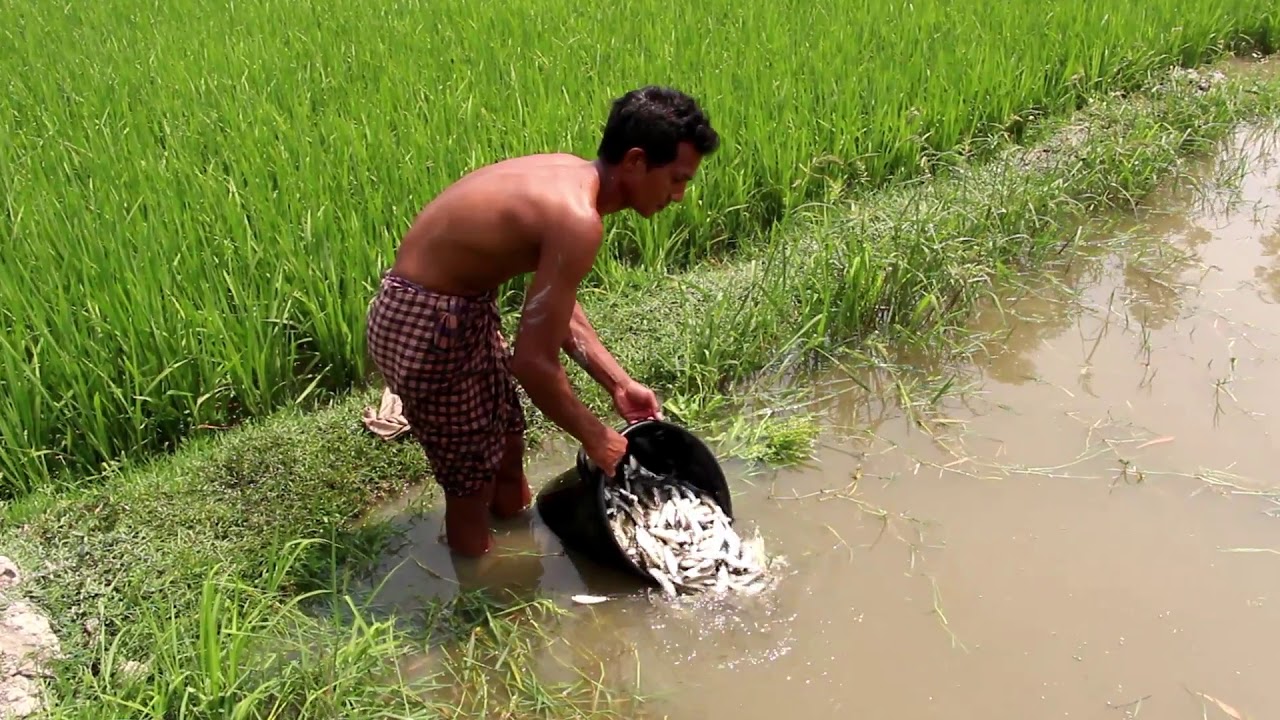 Growing Rice and Fish together | Rice and Fish Mixed farming in South ...
