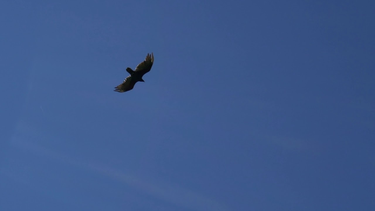 Eagle gliding with its wings open in a clear sky, bottom view. An eagle ...