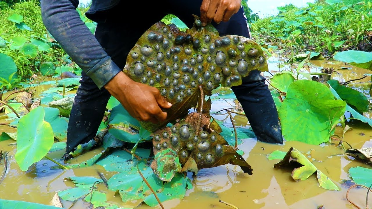 Unbelievable fishing snail! A lot of snails under leaf lotus, A ...