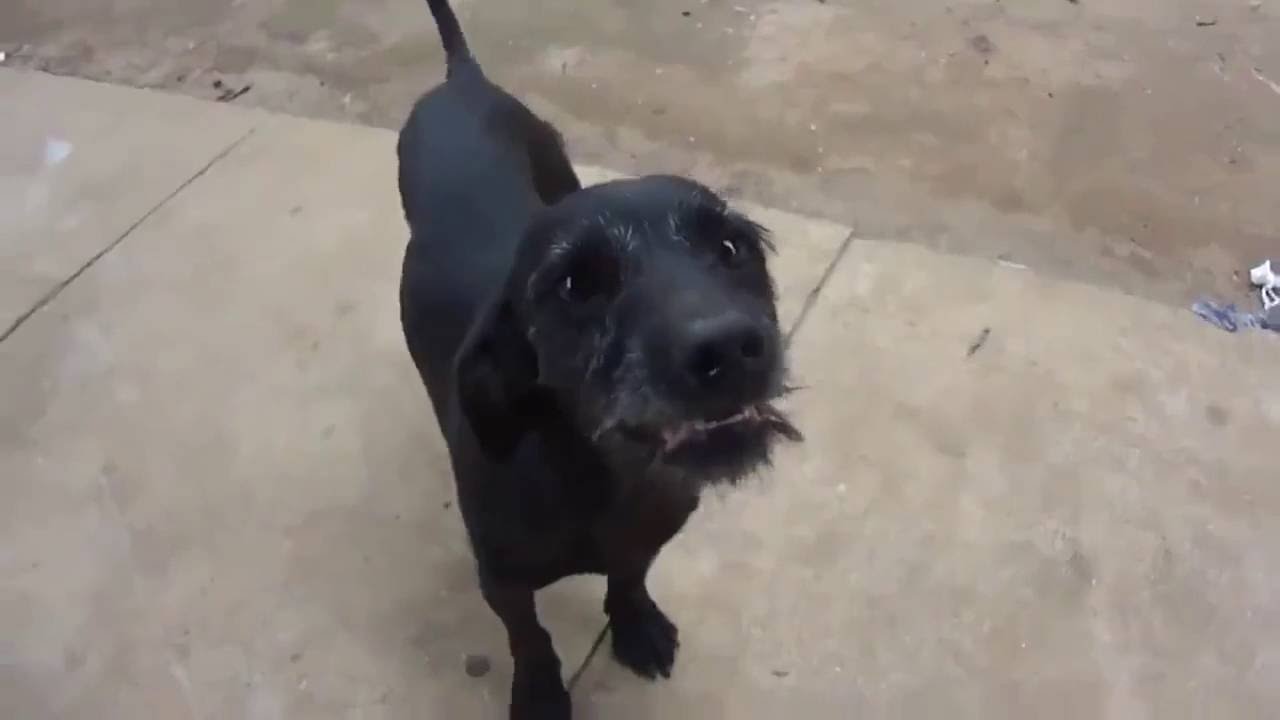 Evil dog hilarious funny video - YouTube