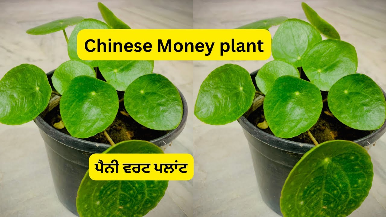 Chinese money plant winter care|pennywort plant - YouTube