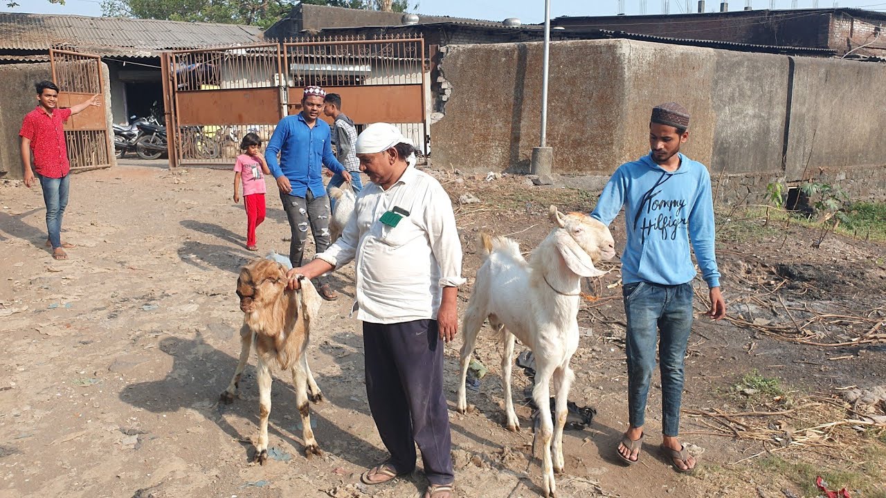 Big goats from Lucky goat farm | Bhiwandi | Famous for wholesale goats ...