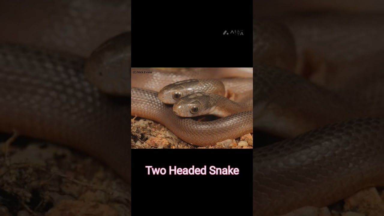 Rare Two headed Animals . Part 1 - YouTube