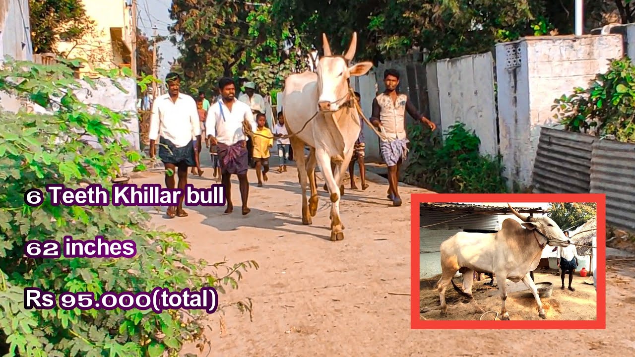 Super Khillar Bulls// Super Size Khillar Bulls - YouTube