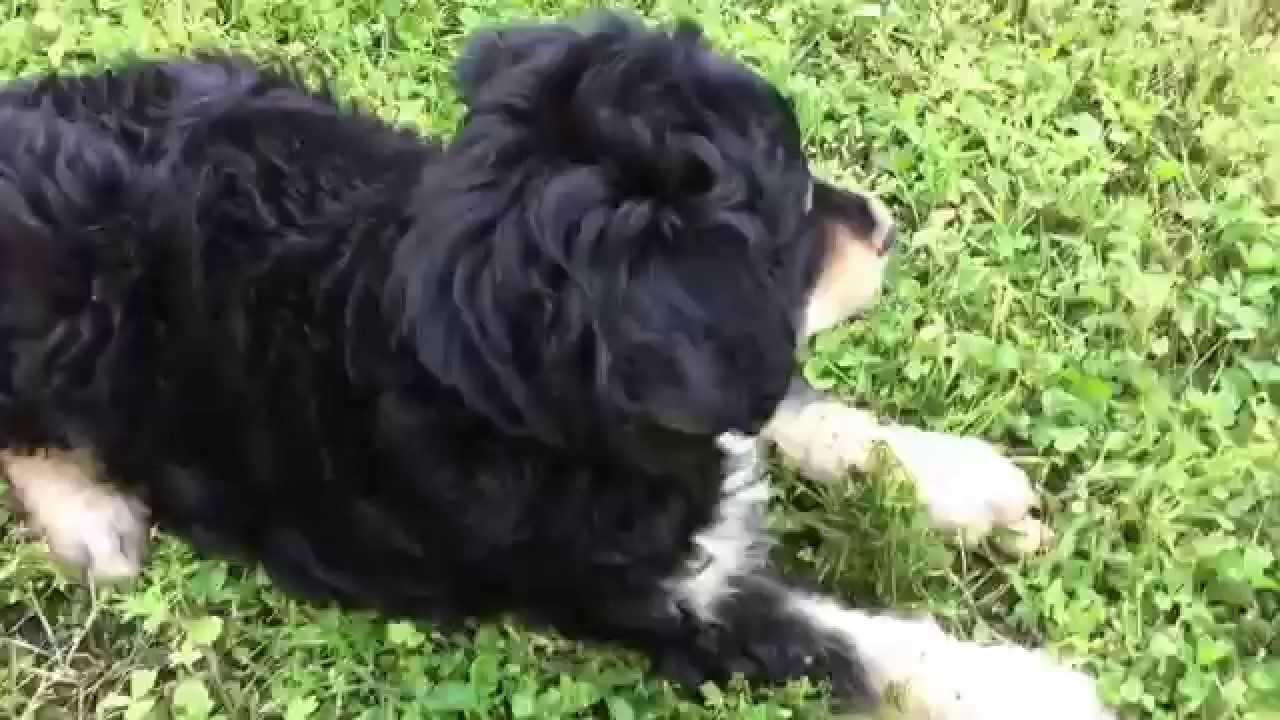 Sigley The 10 week old Aussiedoodle puppy playing - YouTube