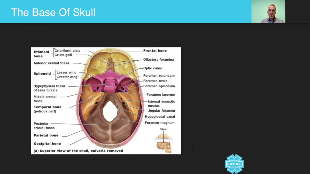 The Base Of Skull - Australian Paramedical College - YouTube