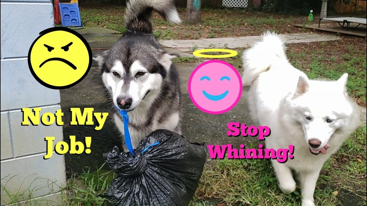 My Dogs Take Out The Trash | After Arguing With Me - YouTube