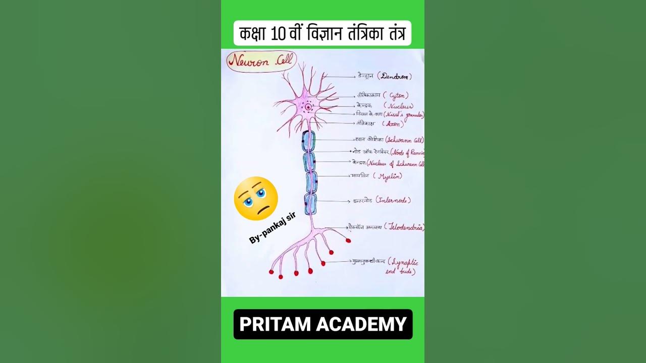 😍तंत्रिका कोशिका😍 || 🔥neurone cell🔥 || #_Science #Pritam_Academy - YouTube