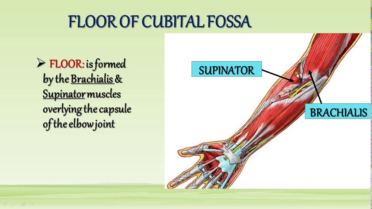 Floor Of Cubital Fossa Is Formed By | Viewfloor.co