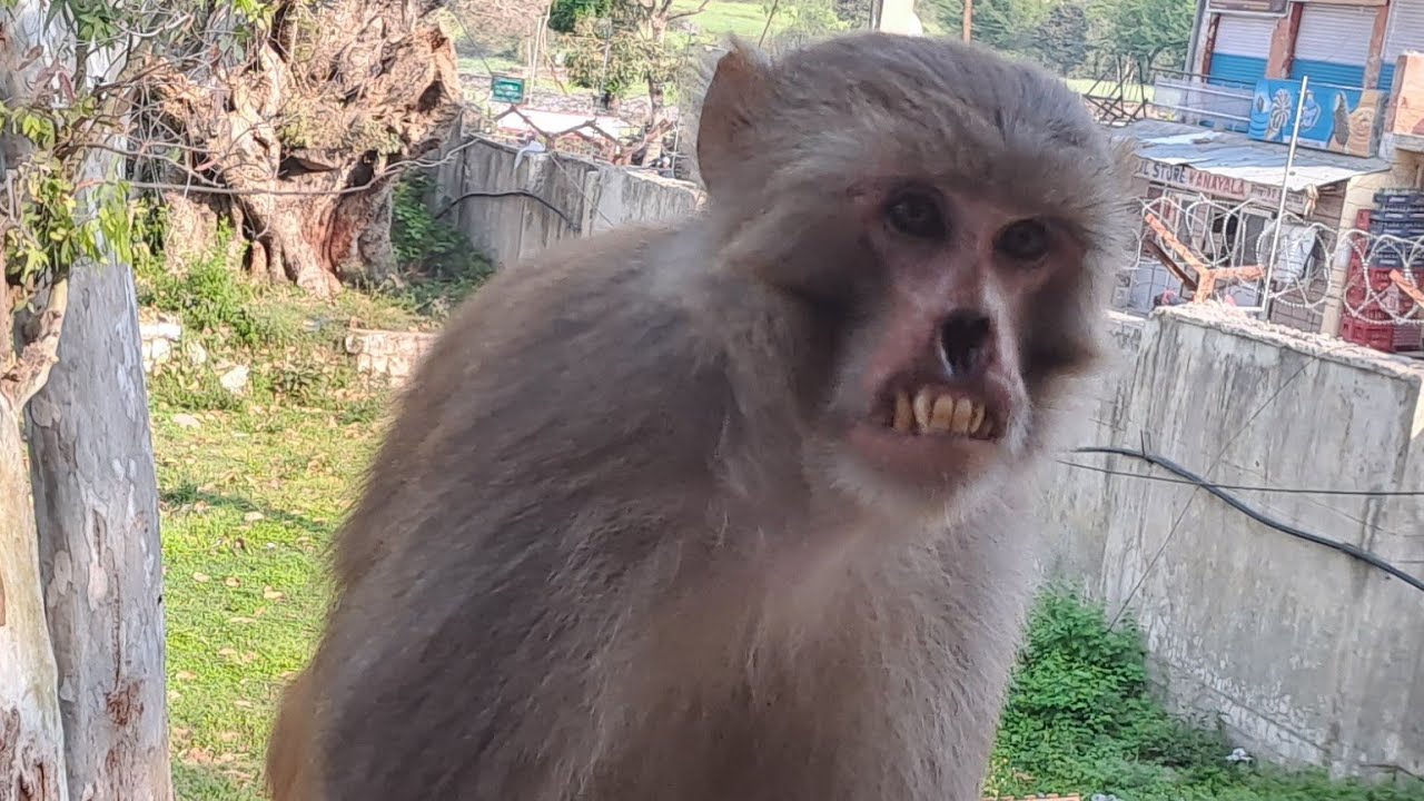 Funny Monkey | Fun - YouTube