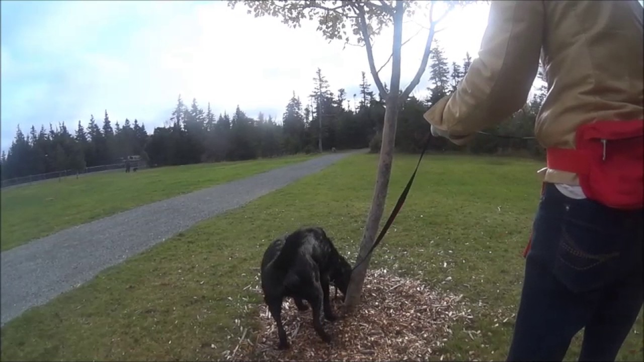 Behavior Adjustment Training for Dogs who are Reactive (Fear ...