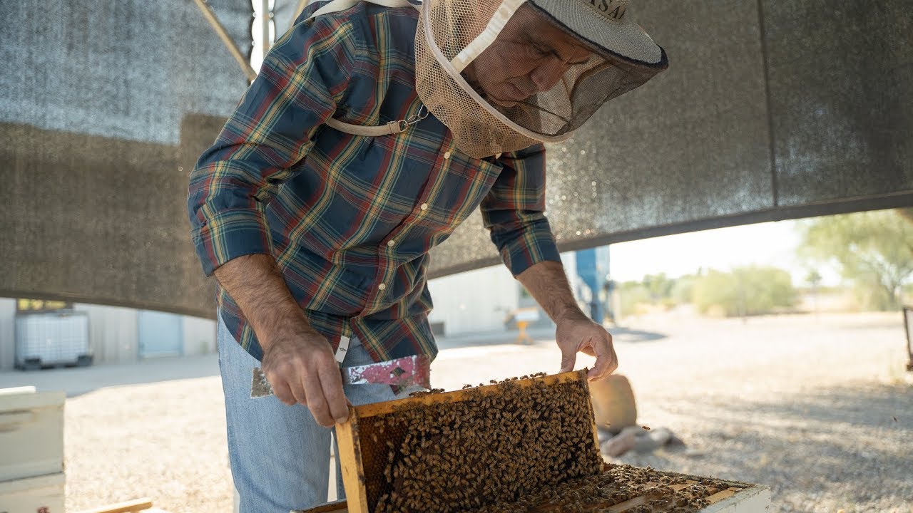The ASU Bee Lab Produces More Than Just Honey - YouTube