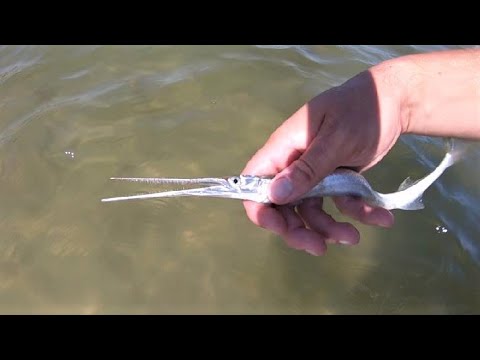 How to Catch Needlefish: A more challenging snapper fishing alternative ...