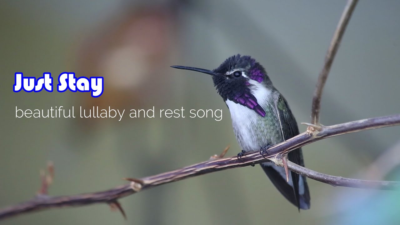 Melodious songs accompanied by natural sounds are suitable to accompany ...