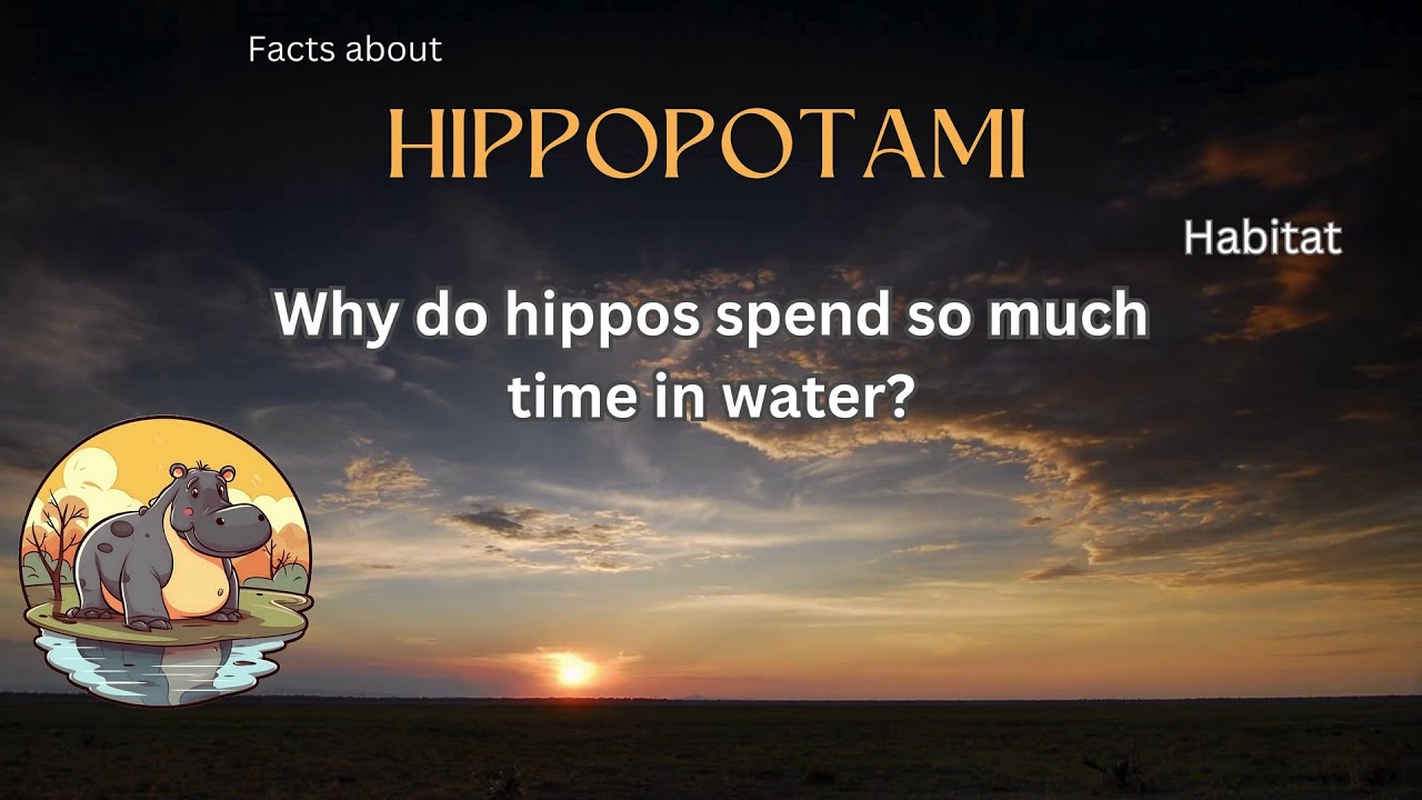 Hippo Fact 11 - Why do hippos spend so much time in water? - YouTube